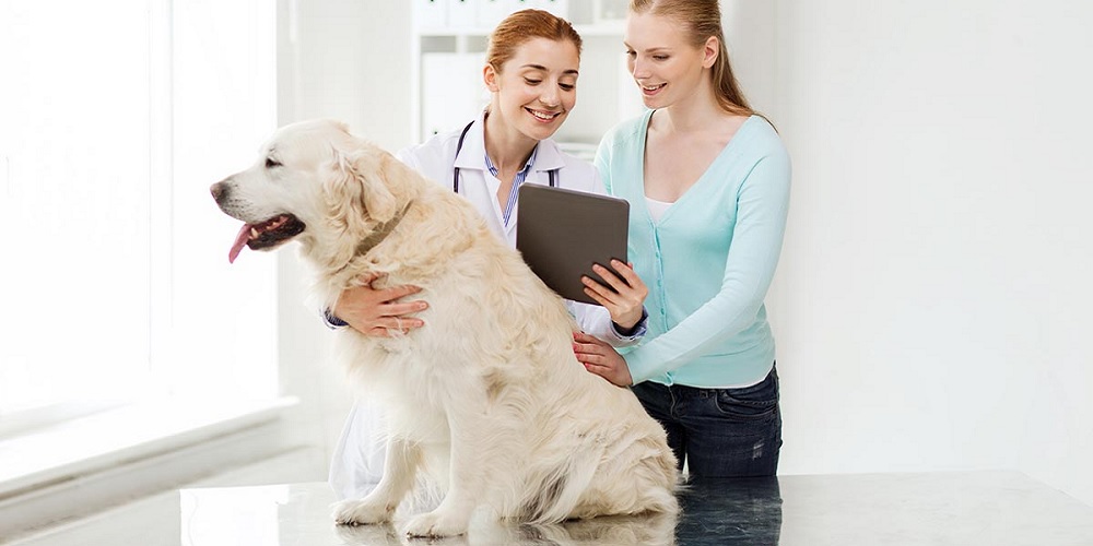 PACS Radiology Improving Veterinary Workflows
