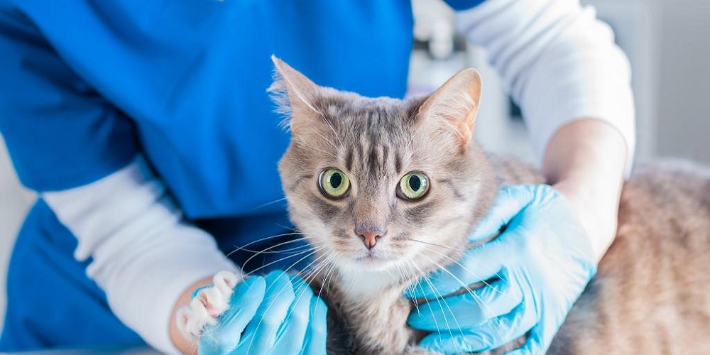 Integrated DICOM Image Viewer for Efficient Vets
