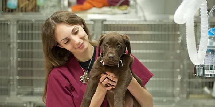 5 Insights for Better Veterinary Practice Management
