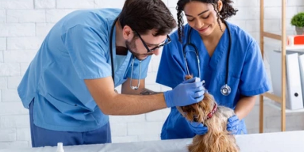 Insights for Driving Veterinary Profitability