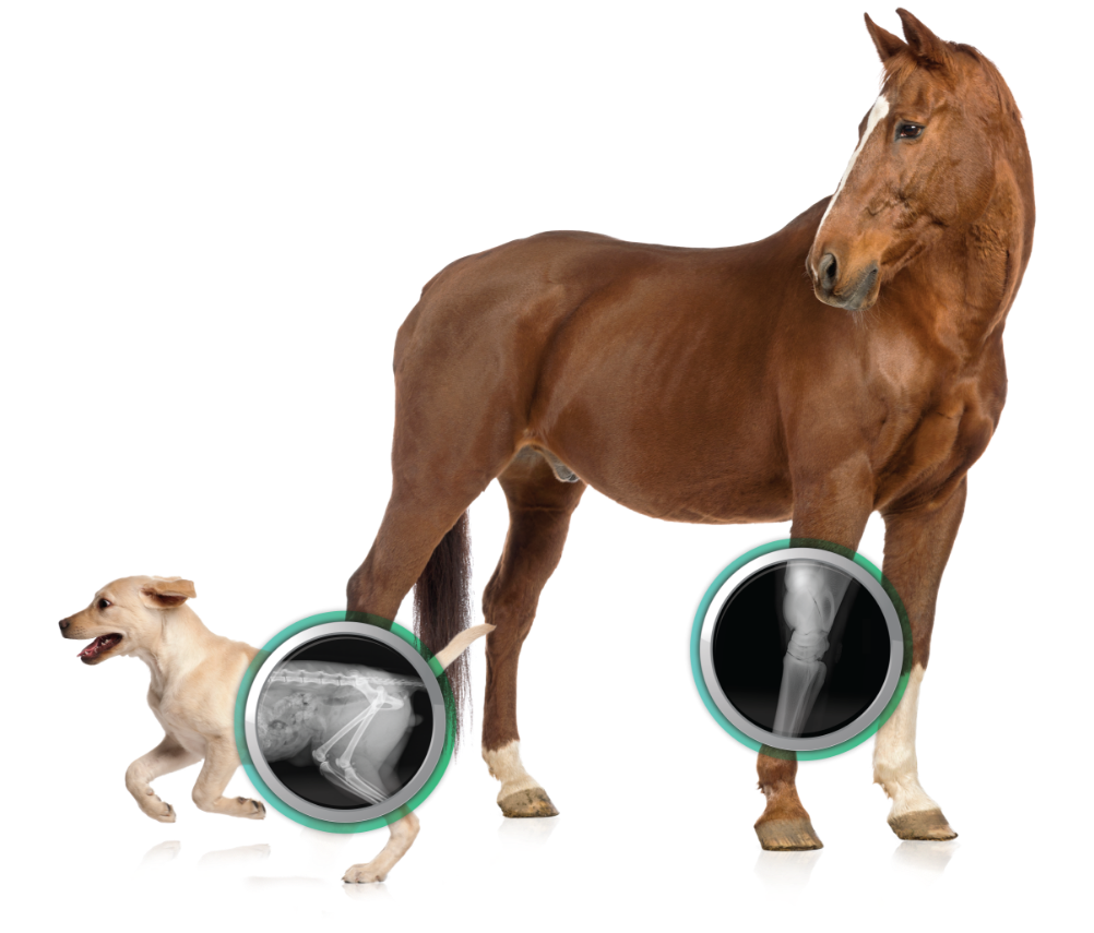 Veterinary PACS Systems | VetPACS Software | Asteris