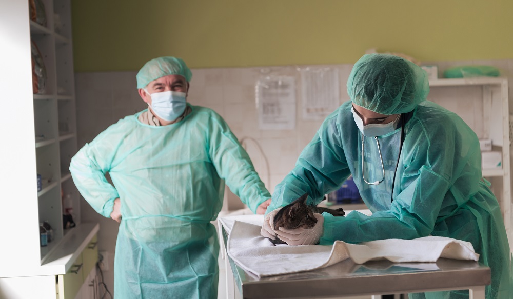 Choosing the Right Veterinary Imaging Software: A Complete Guide