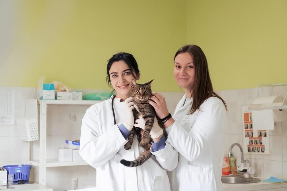 Community Outreach Strategies For Veterinary Clinics