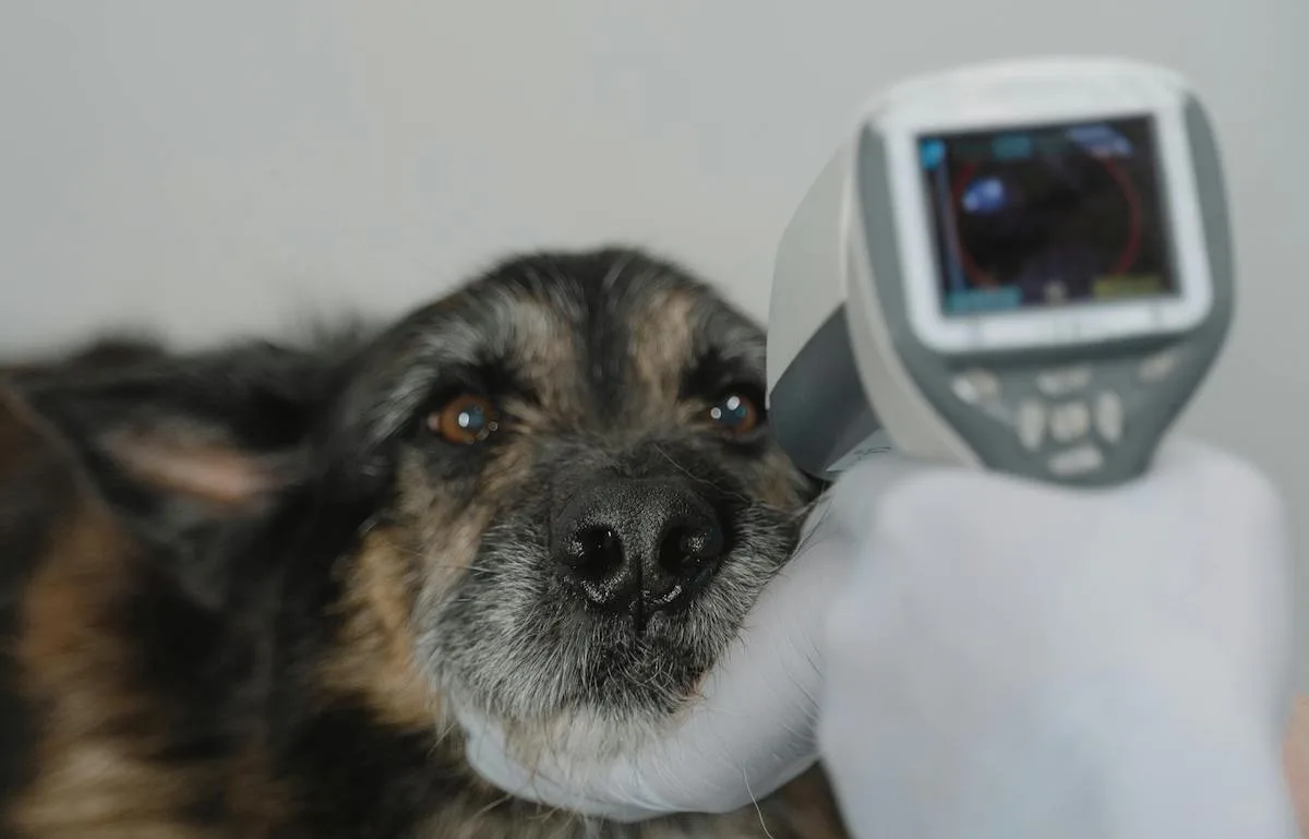 Veterinary PACS Systems | PACS Software for Veterinary | Asteris