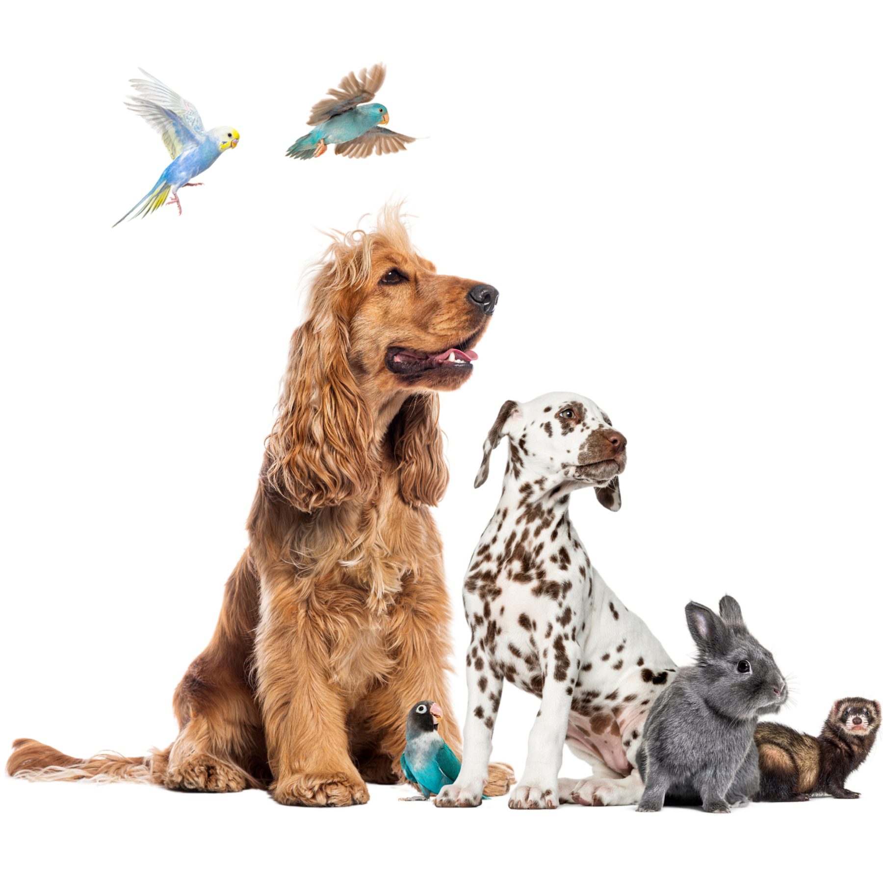 Veterinary PACS Systems | PACS Software for Veterinary | Asteris