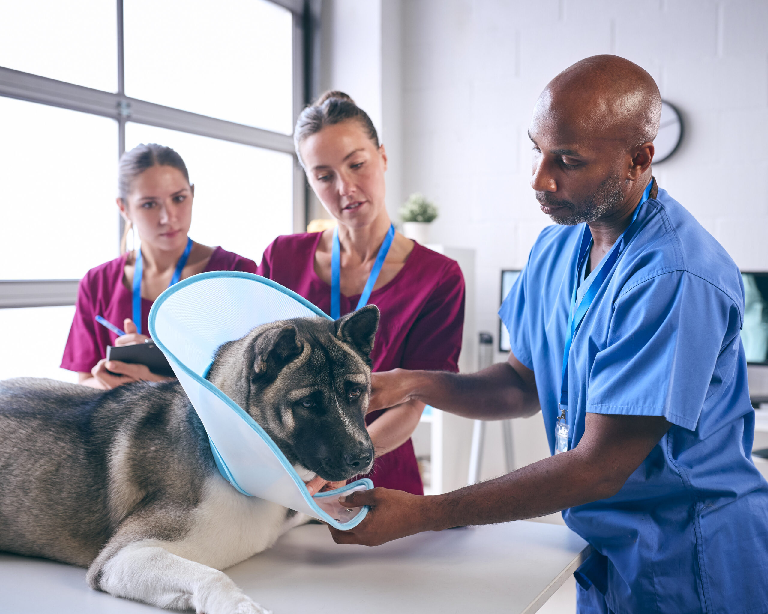 Veterinary PACS Systems | PACS Software for Veterinary | Asteris