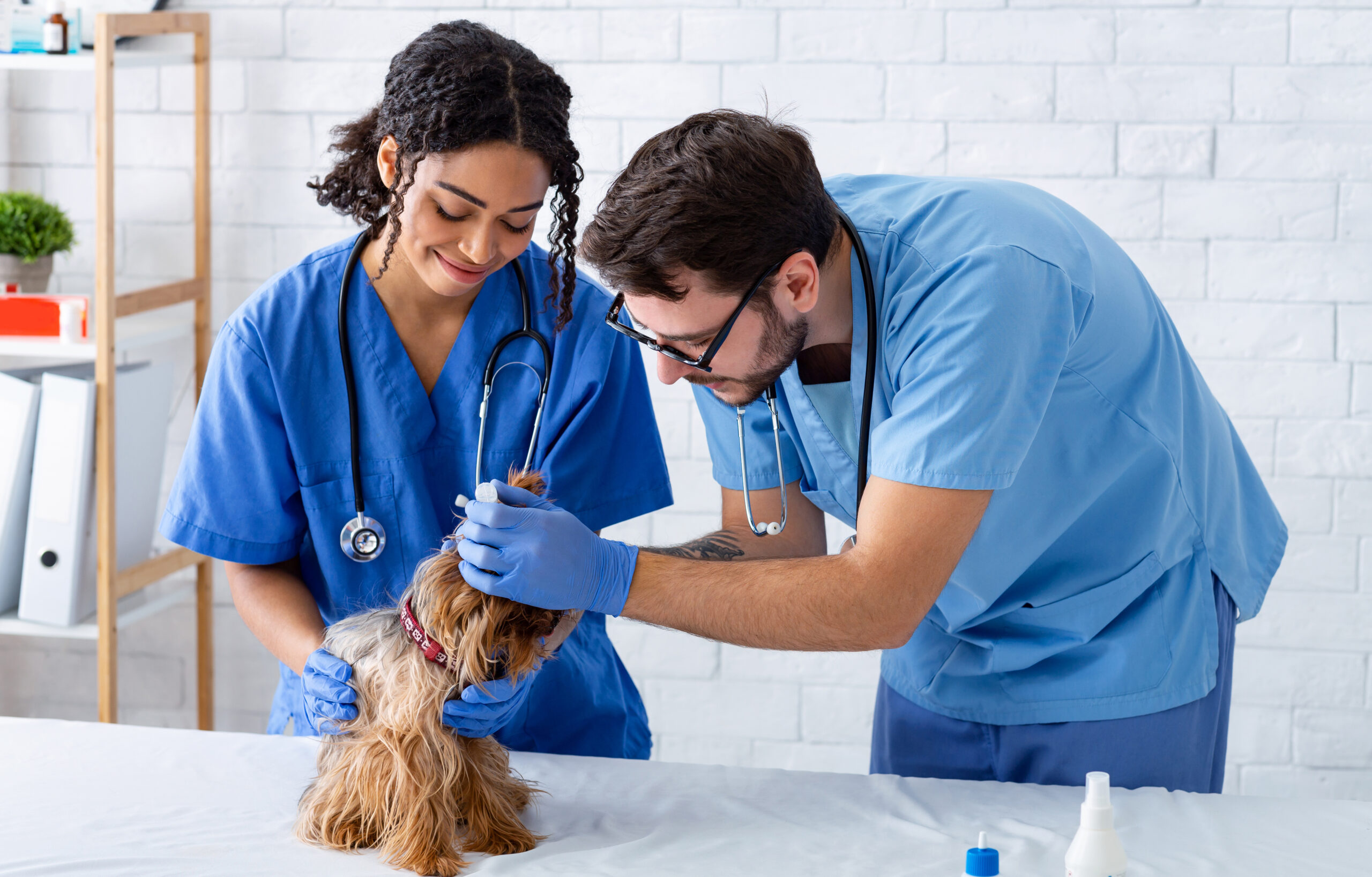 Veterinary PACS Systems | PACS Software for Veterinary | Asteris