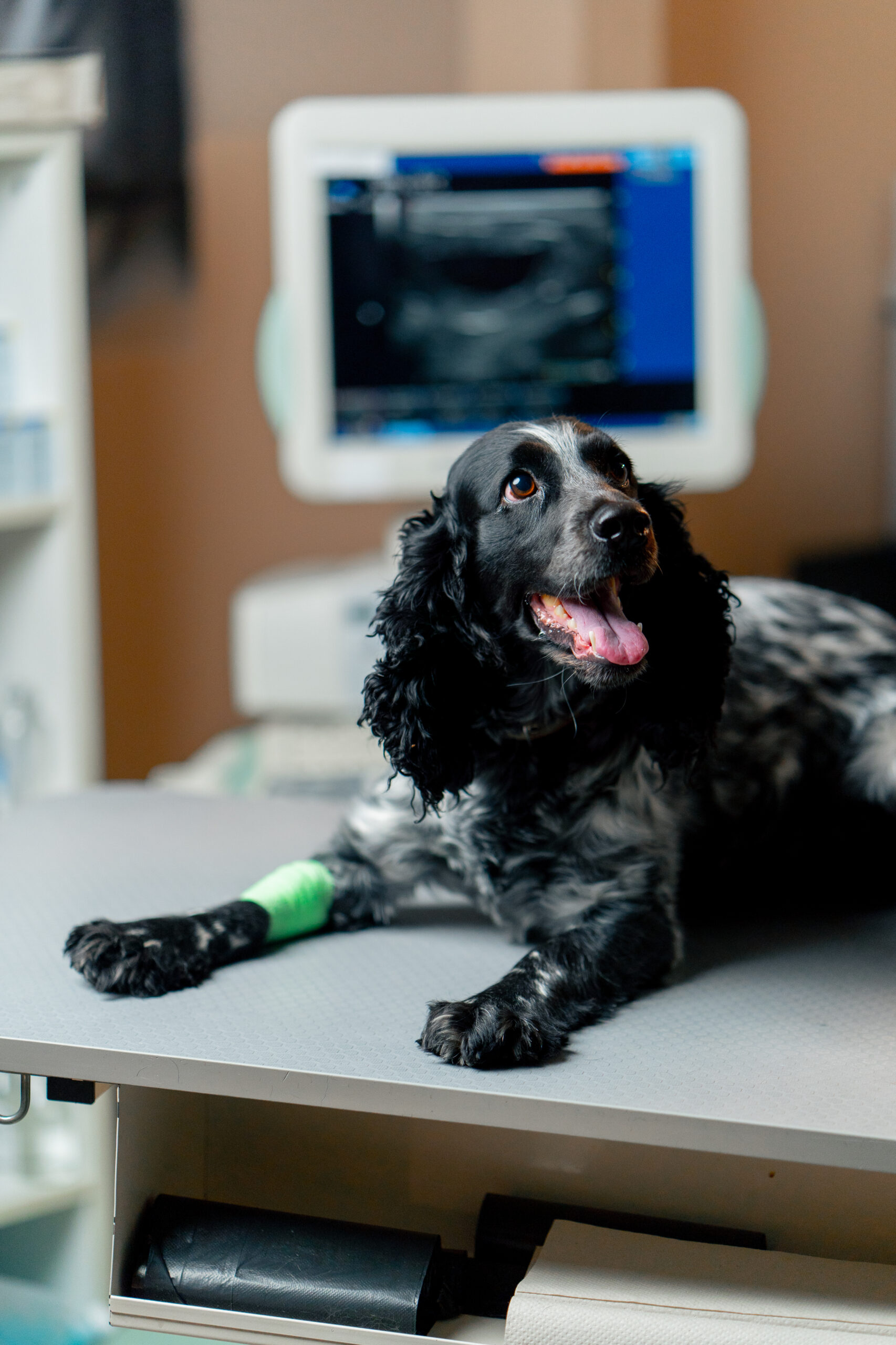 Why Human Medical Imaging Software Fails Veterinary Clinics | Asteris